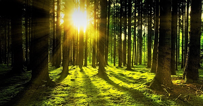 Forest Bathing: Quick Bite – Museum Bites