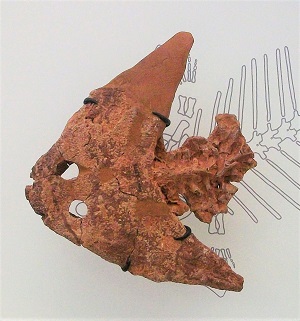 Boomerang Head: Quick Bite – Museum Bites